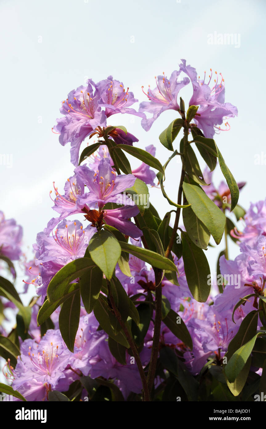 Blue rhododendron hi-res stock photography and images - Alamy