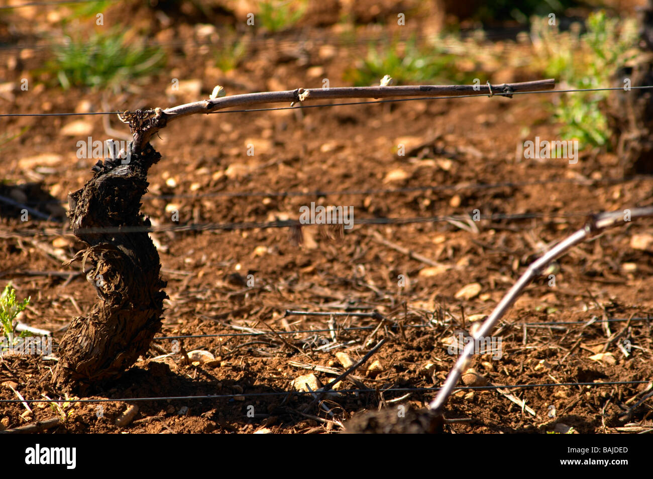 guyot simple training beaune cote de beaune burgundy france Stock Photo ...