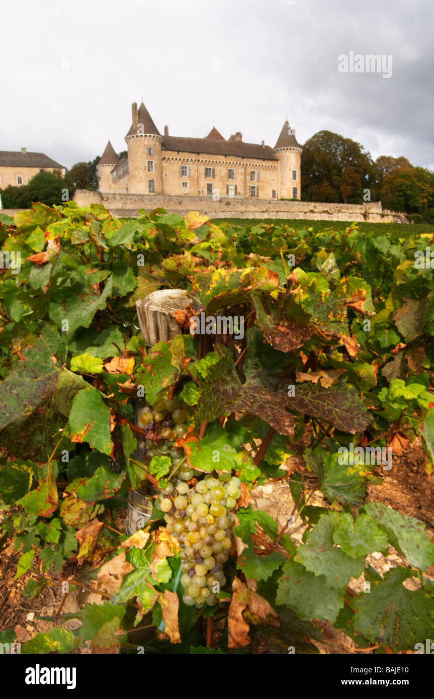 chardonnay vineyard chateau de rully burgundy france Stock Photo - Alamy
