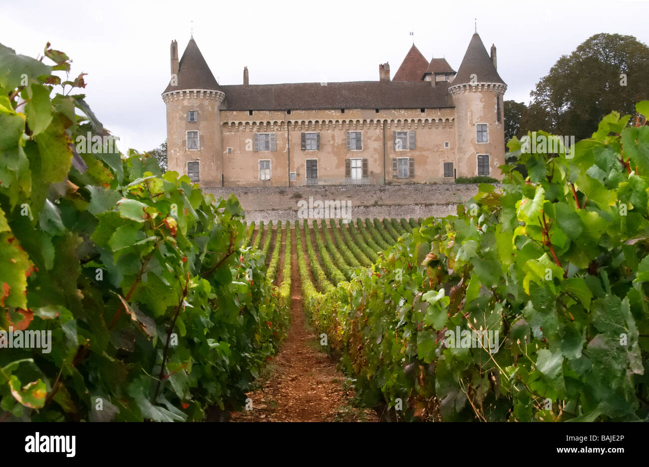 chardonnay vineyard chateau de rully burgundy france Stock Photo - Alamy