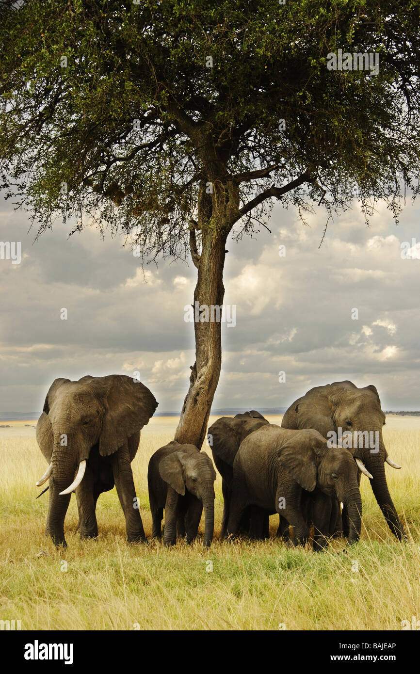 Elefante De árbol De Acacia An African Elephant Under An Acacia Tree