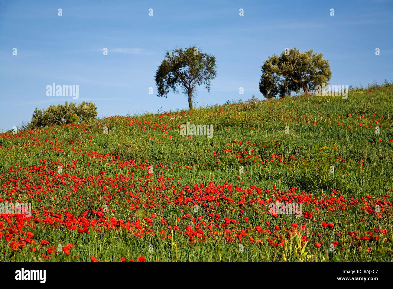 Cultivos de amapola hi-res stock photography and images - Alamy