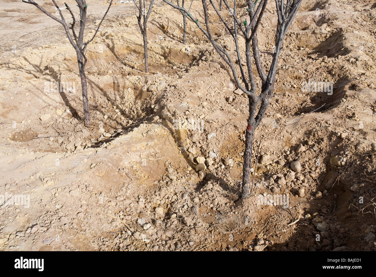 Combat desertification hi-res stock photography and images - Alamy
