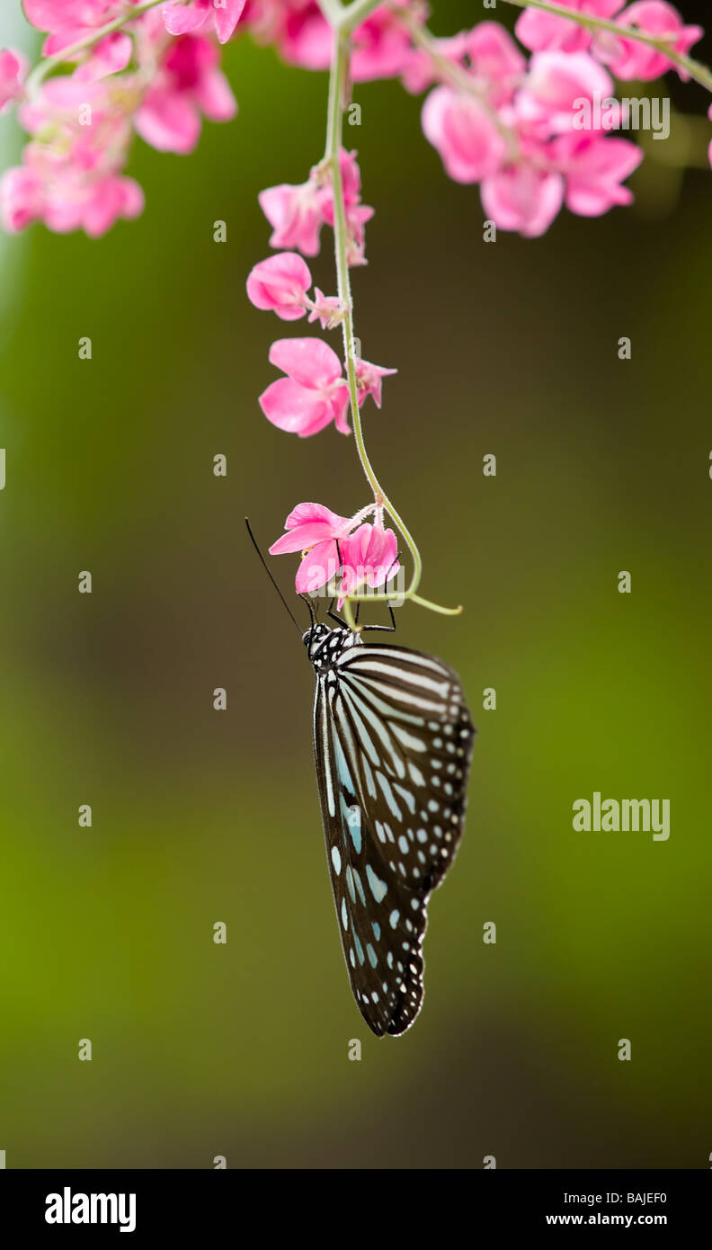 Creeper butterfly hi-res stock photography and images - Alamy