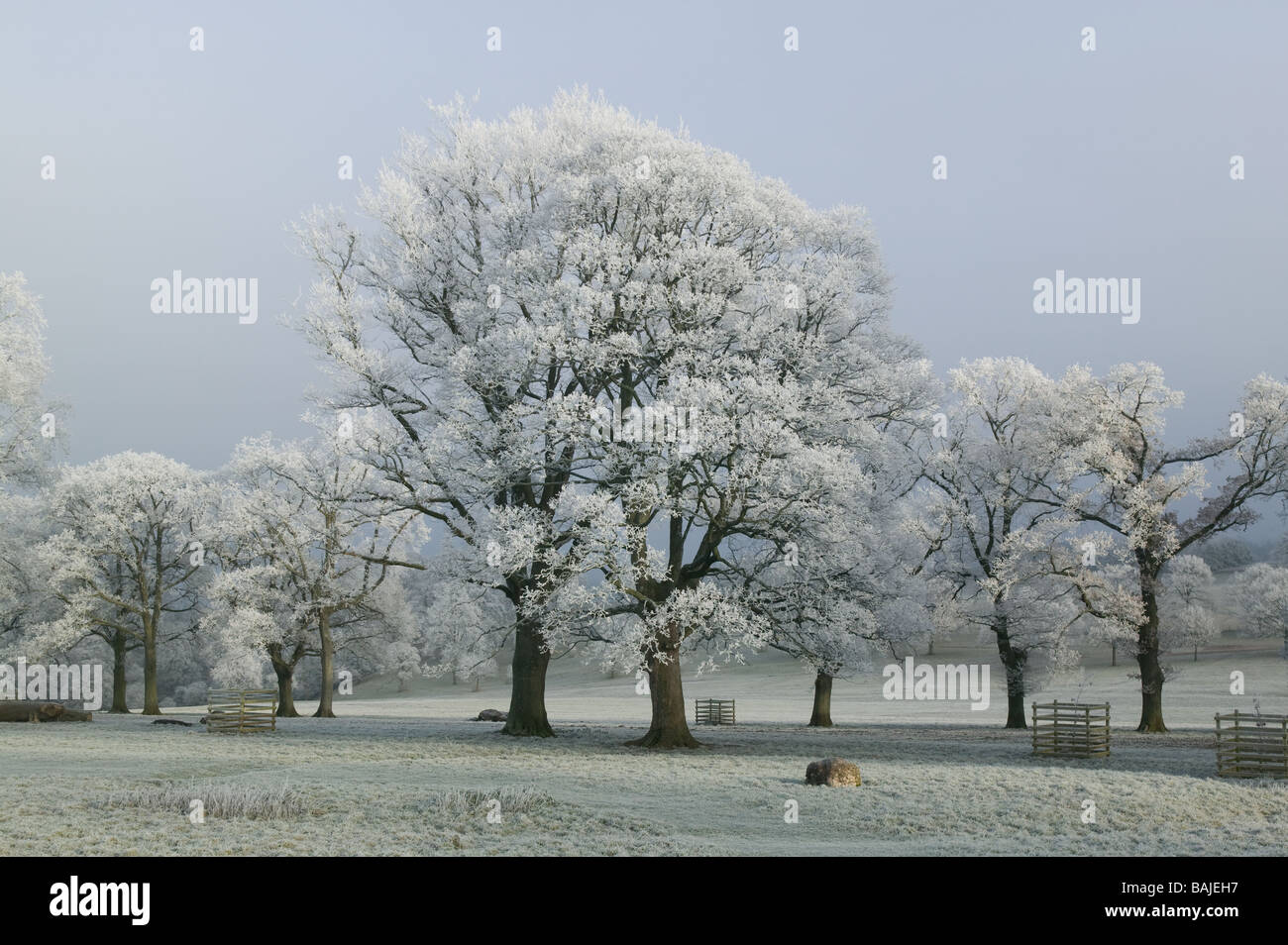 frosted oak trees in parkland on winter's morning in Cumbria Stock ...
