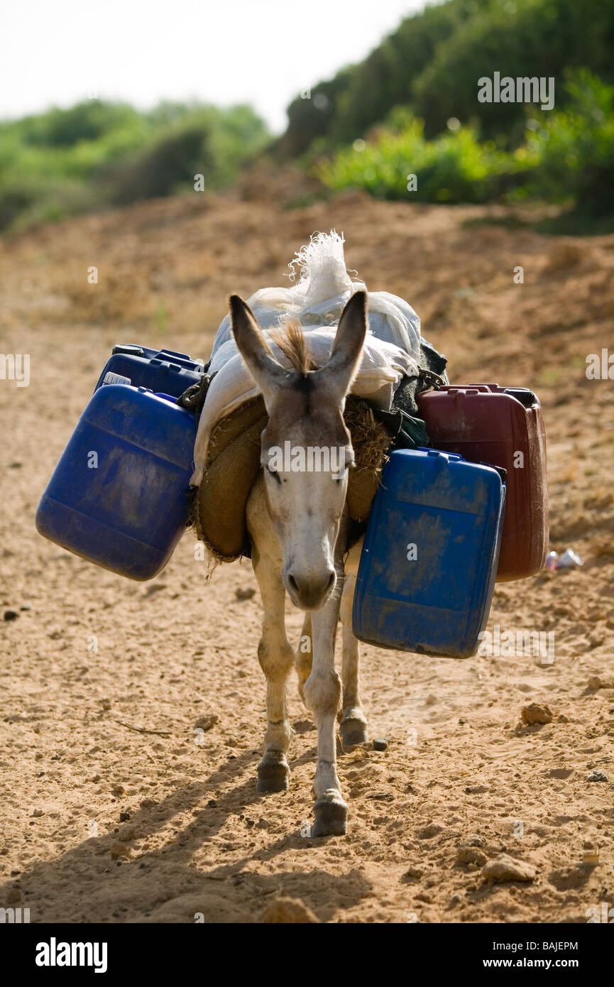 donkey carrying water cans to a stand pipe in a poor Tunisian village ...
