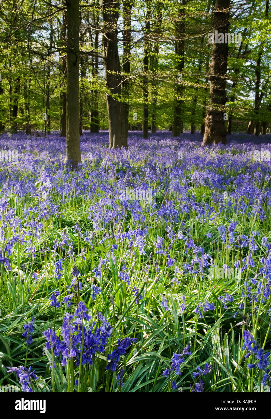 Spring flowering English native Bluebells in typical ancient woodland ...