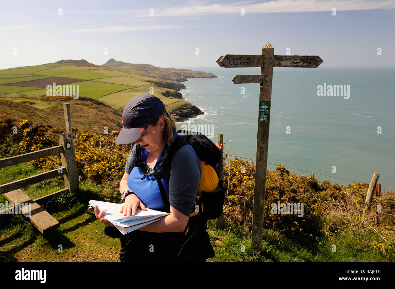 Female walker reading a map on the Pembrokeshire coast path between ...