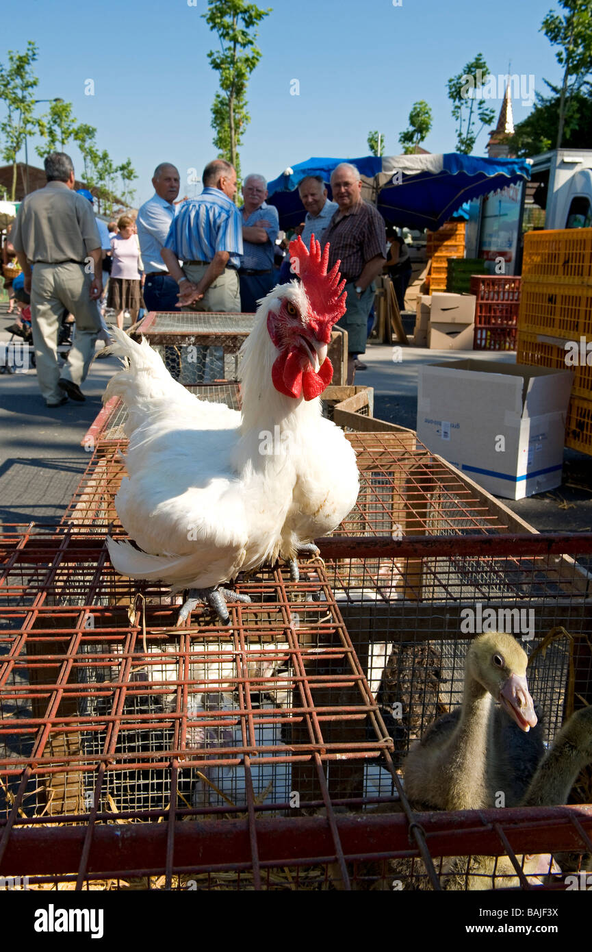 France, Saone et Loire, Louhans, the market for poultry on Monday ...