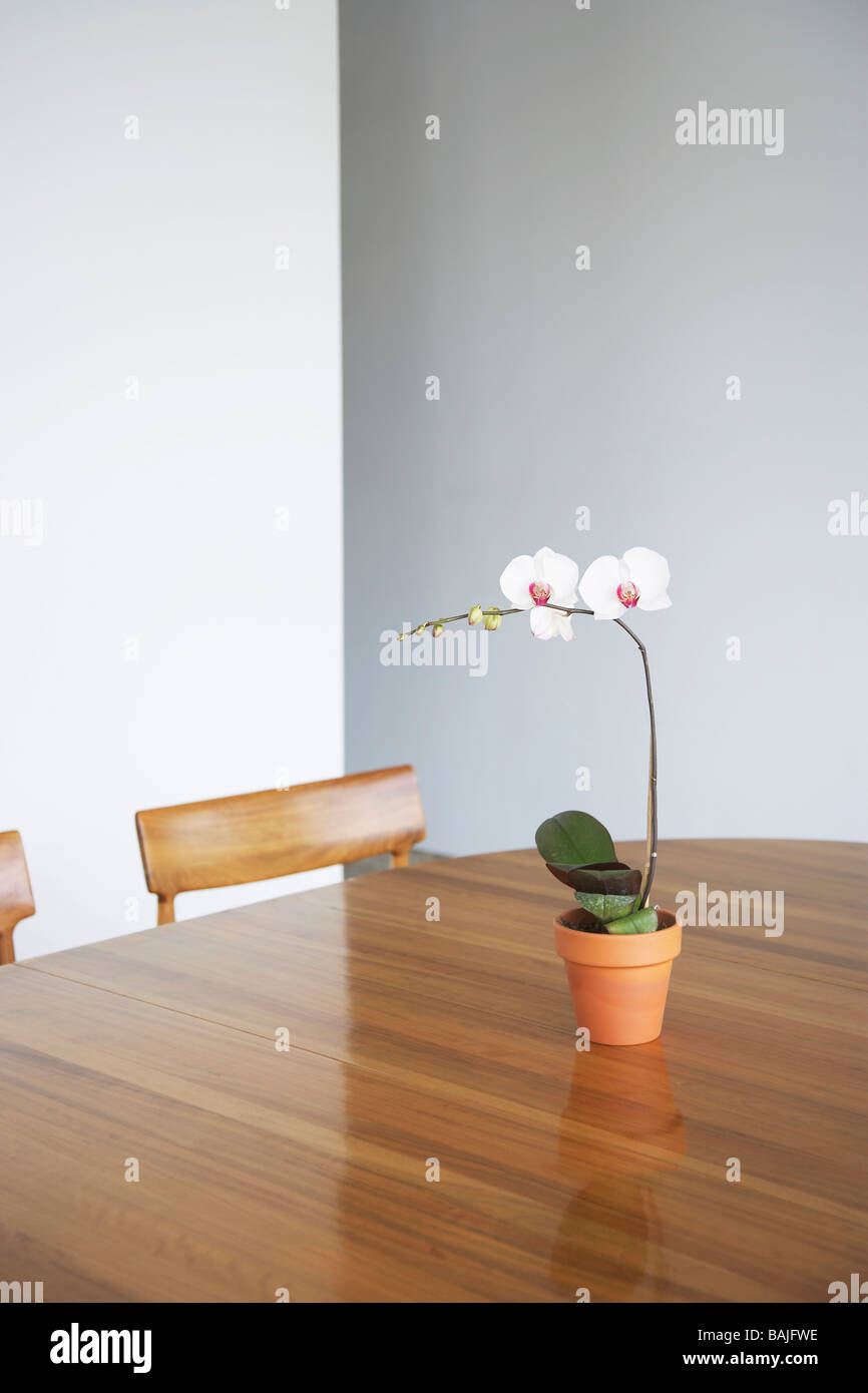 Potted flower on table Stock Photo - Alamy