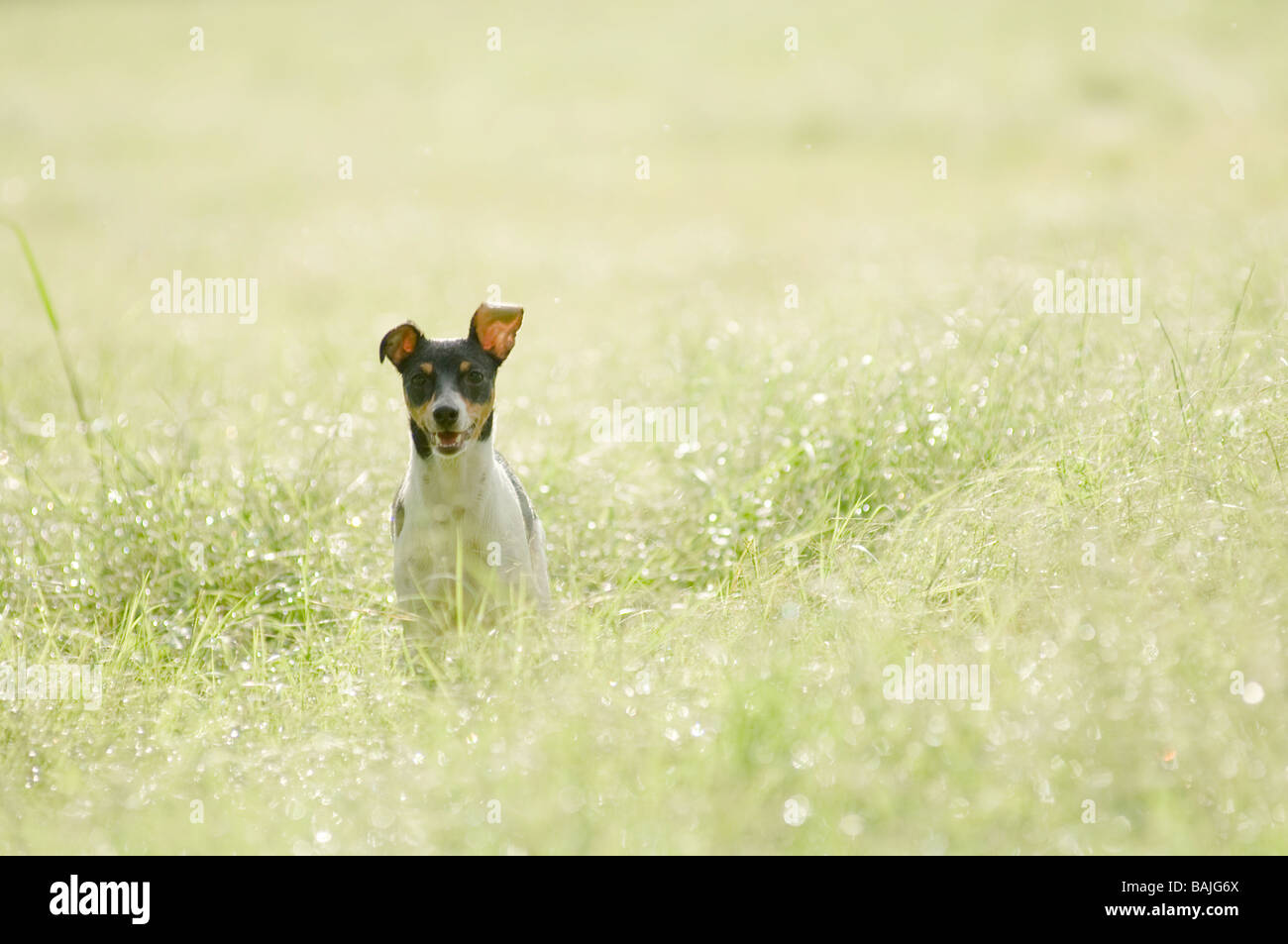 Tri-colored rat terrier sitting in a field of tall grass Stock Photo ...