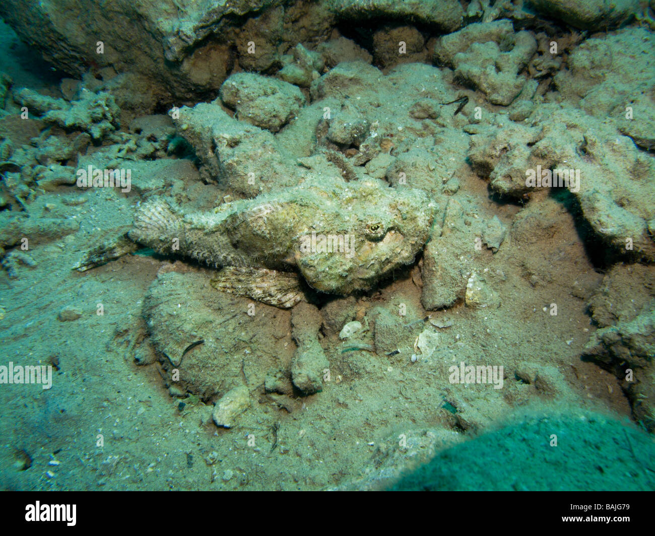 Red sea Stone fish Belongs to the family Synanceiidae Stock Photo - Alamy