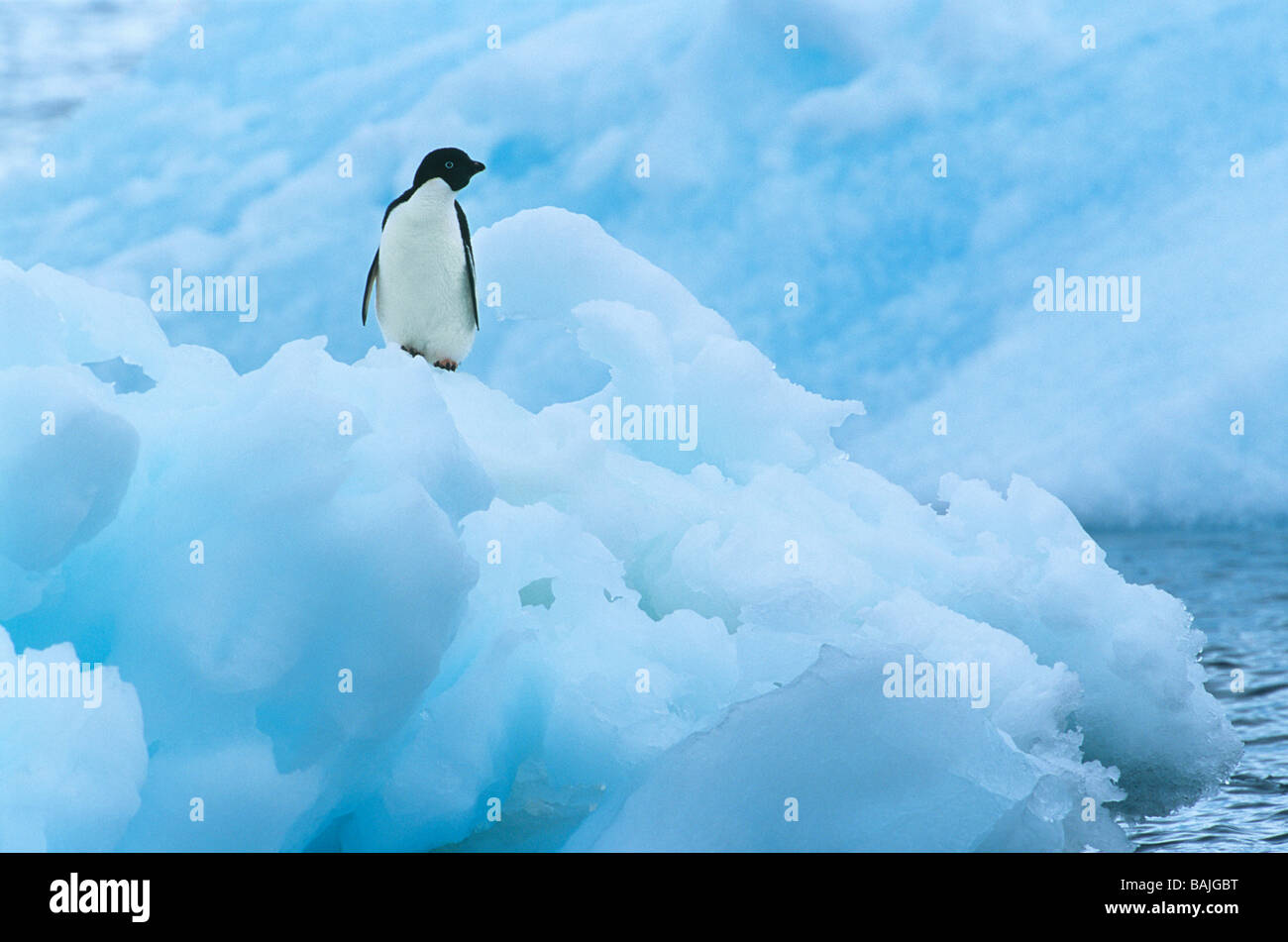 Penguin ice flow hi-res stock photography and images - Alamy