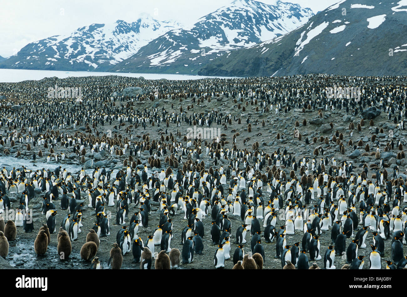 Emperor penguin colony antarctica hi-res stock photography and images ...