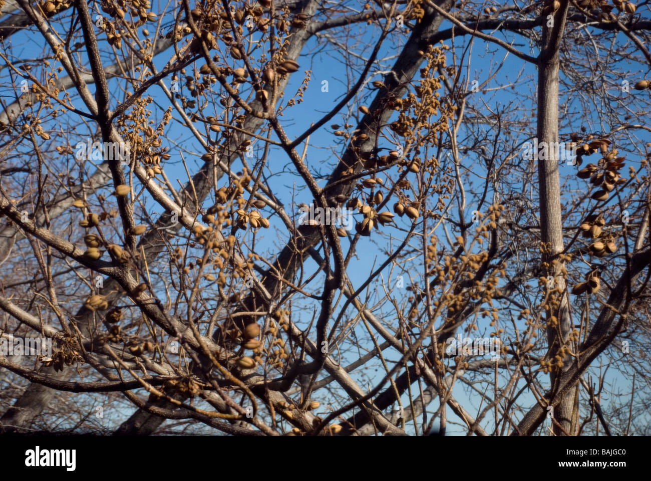 botanical tree horiticulture design pattern limbs branches pods buds ...