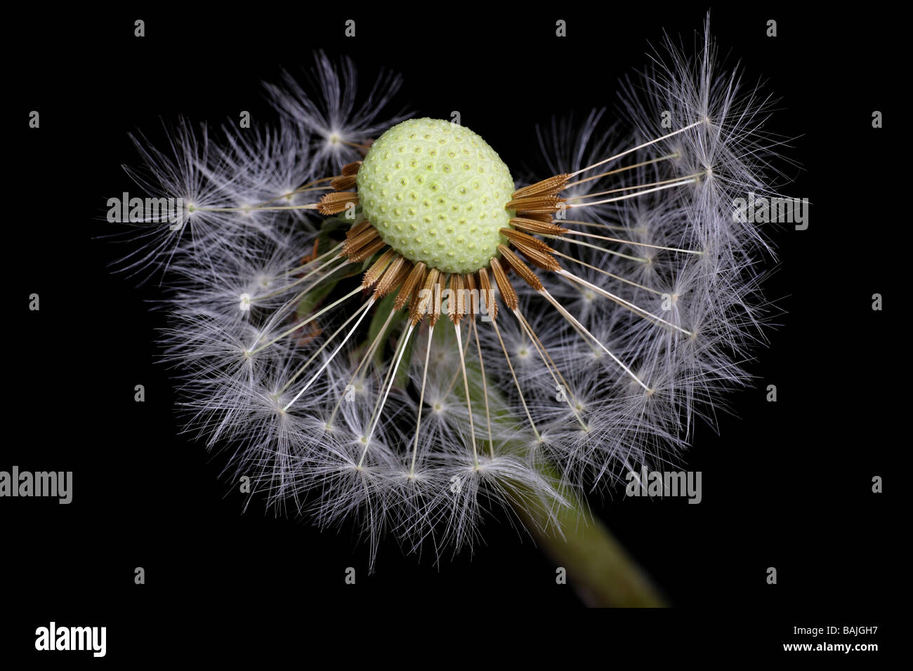 Dandelion seed dispersal hi-res stock photography and images - Alamy