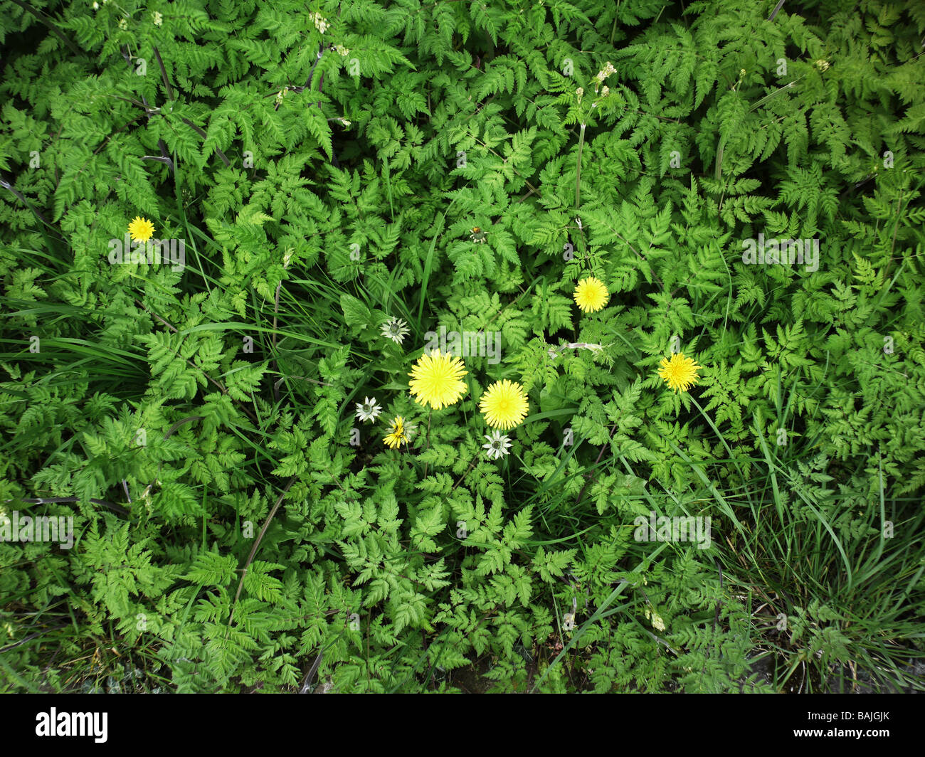 Yellow dandelion wild flowers growing wild in the countryside Stock ...
