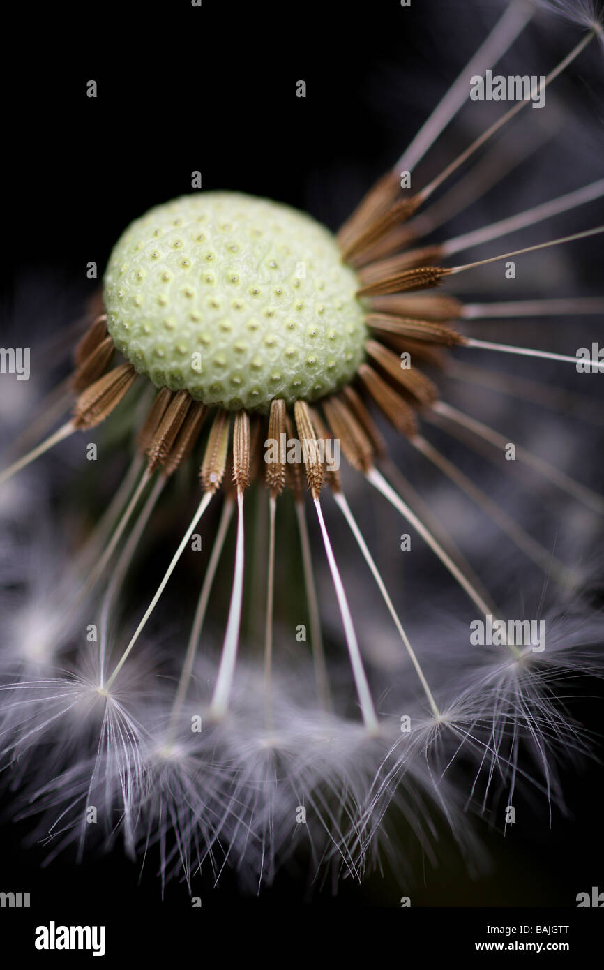 dandelion with seeds ready for dispersal Stock Photo - Alamy