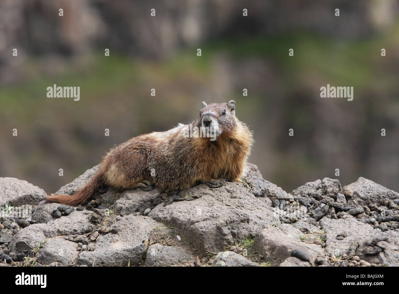A marmot, or ground squirrel, seen outside its burrow near the Palouse ...