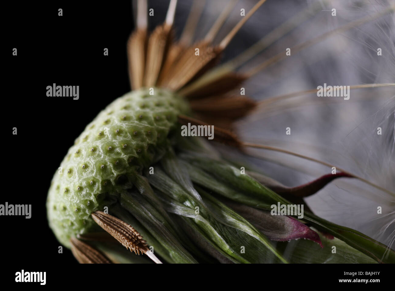 dandelion with seeds ready for dispersal Stock Photo - Alamy