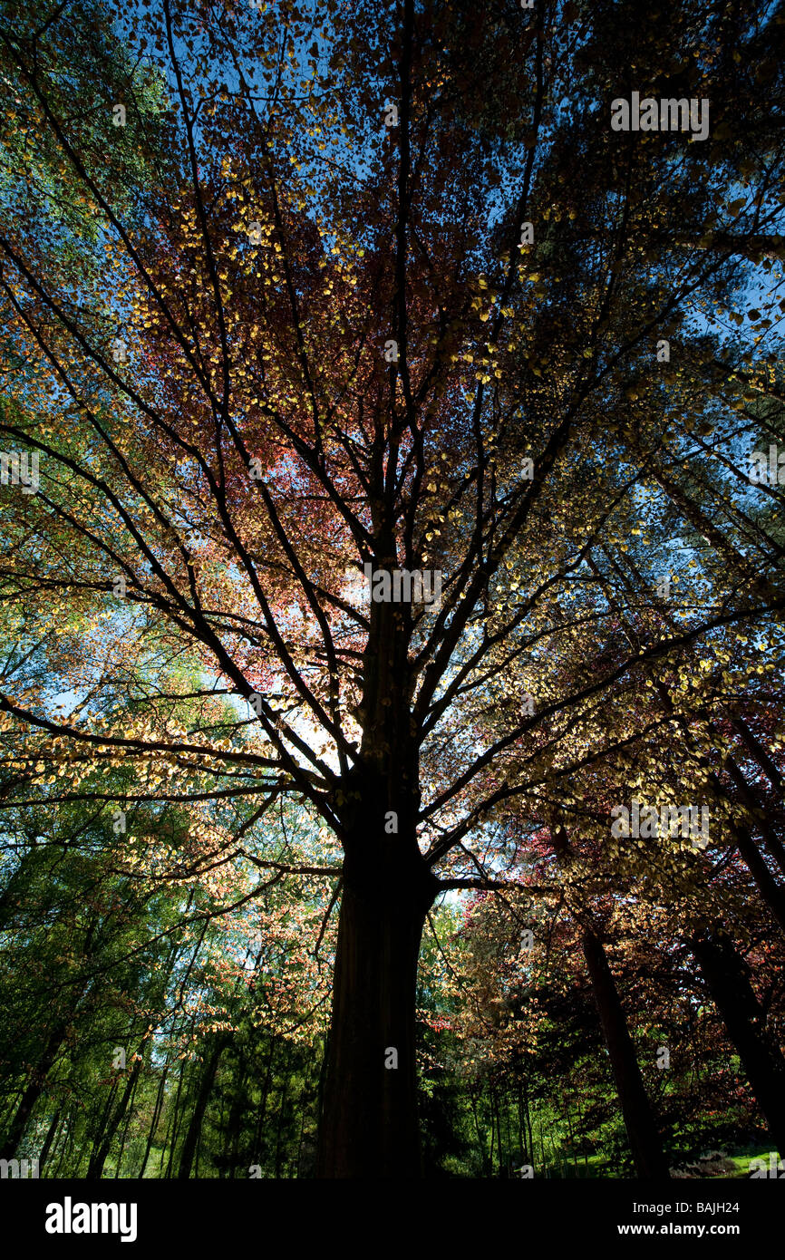 Copper Beech with sun behind Stock Photo - Alamy