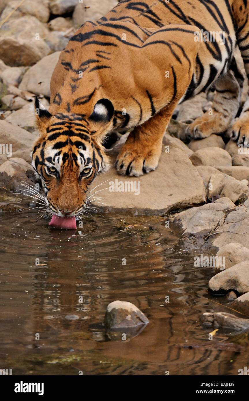 Tiger drinking from a water hole in the hot summers in the dry forests ...