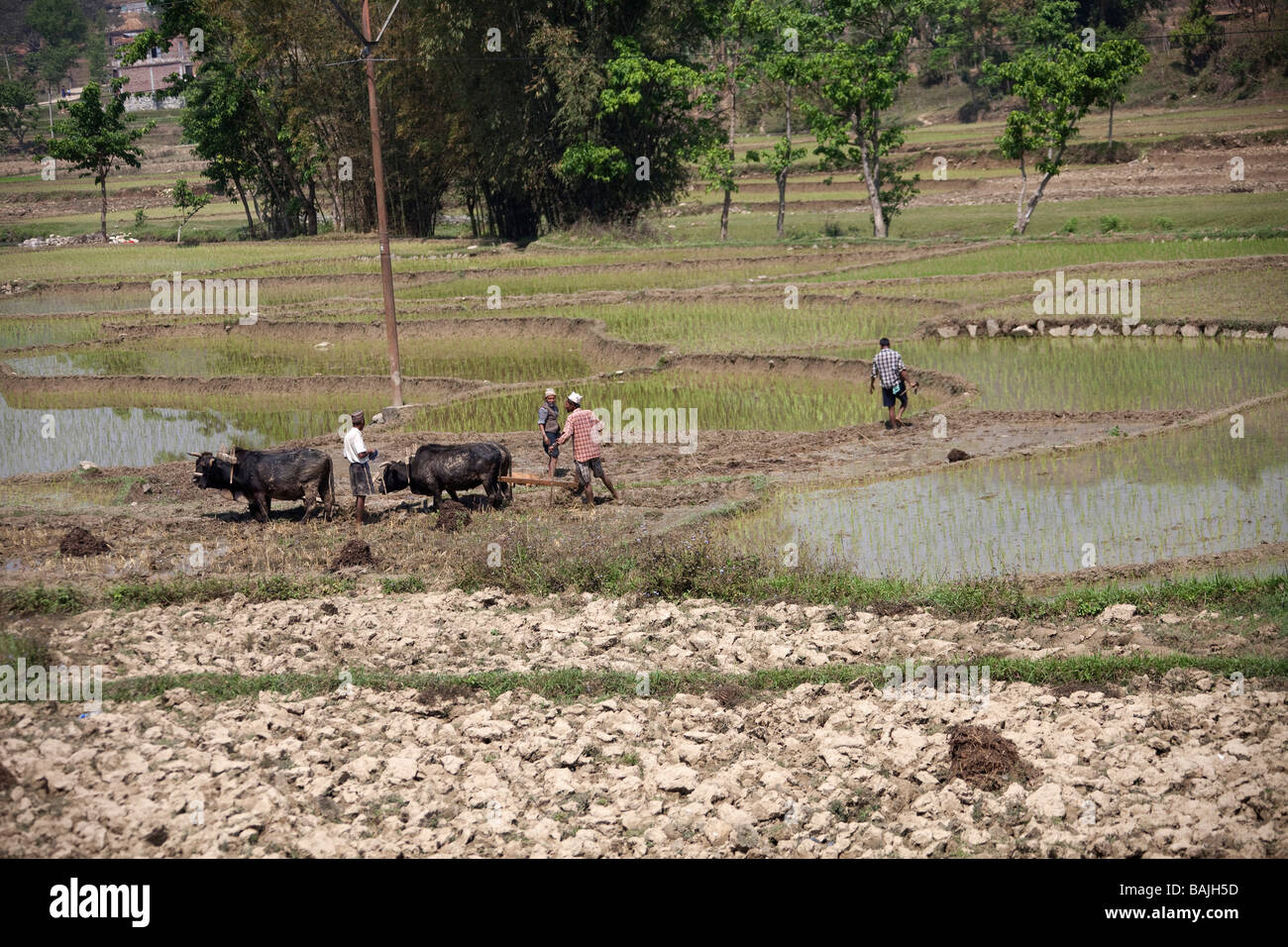 Farmer oxen ploughing rice field hi-res stock photography and images ...