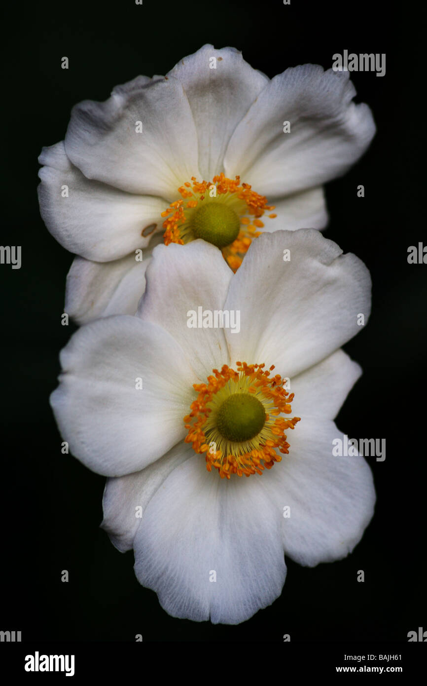 a picture of two flowers Stock Photo - Alamy