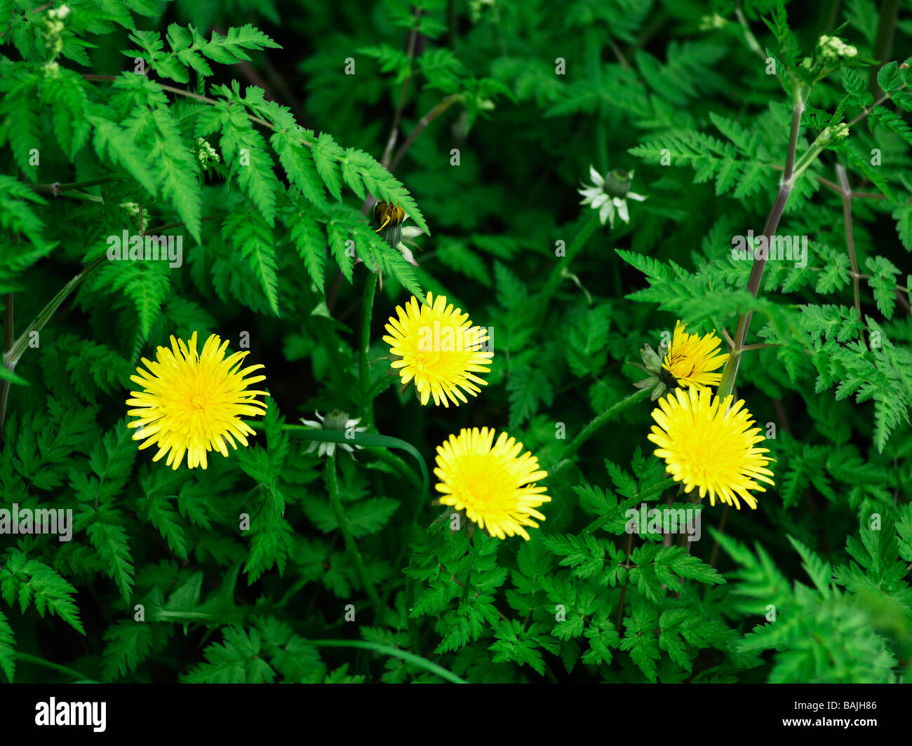 Yellow dandelion wild flowers growing wild in the countryside Stock ...