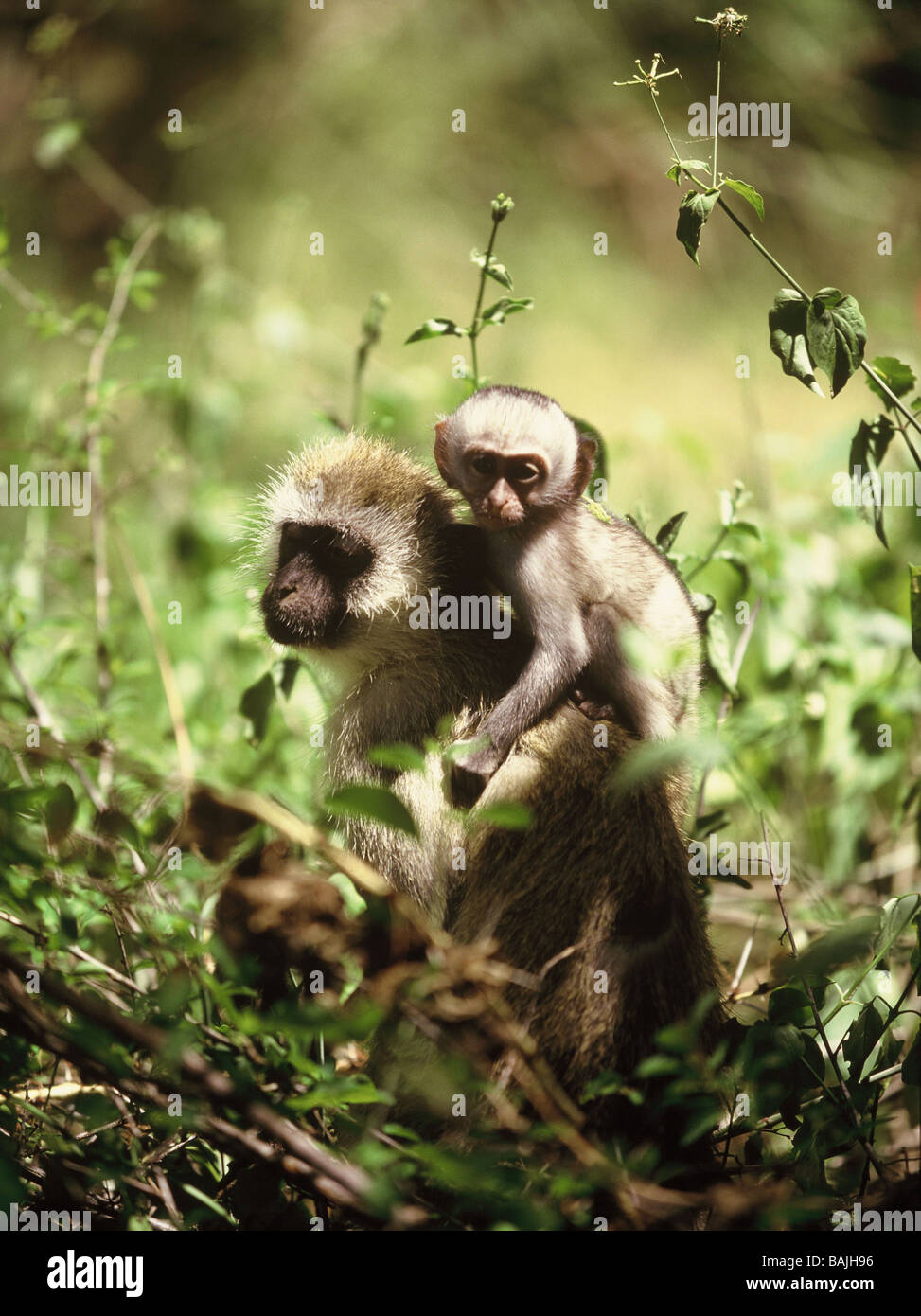 MONKEYS IN KENYA Stock Photo - Alamy