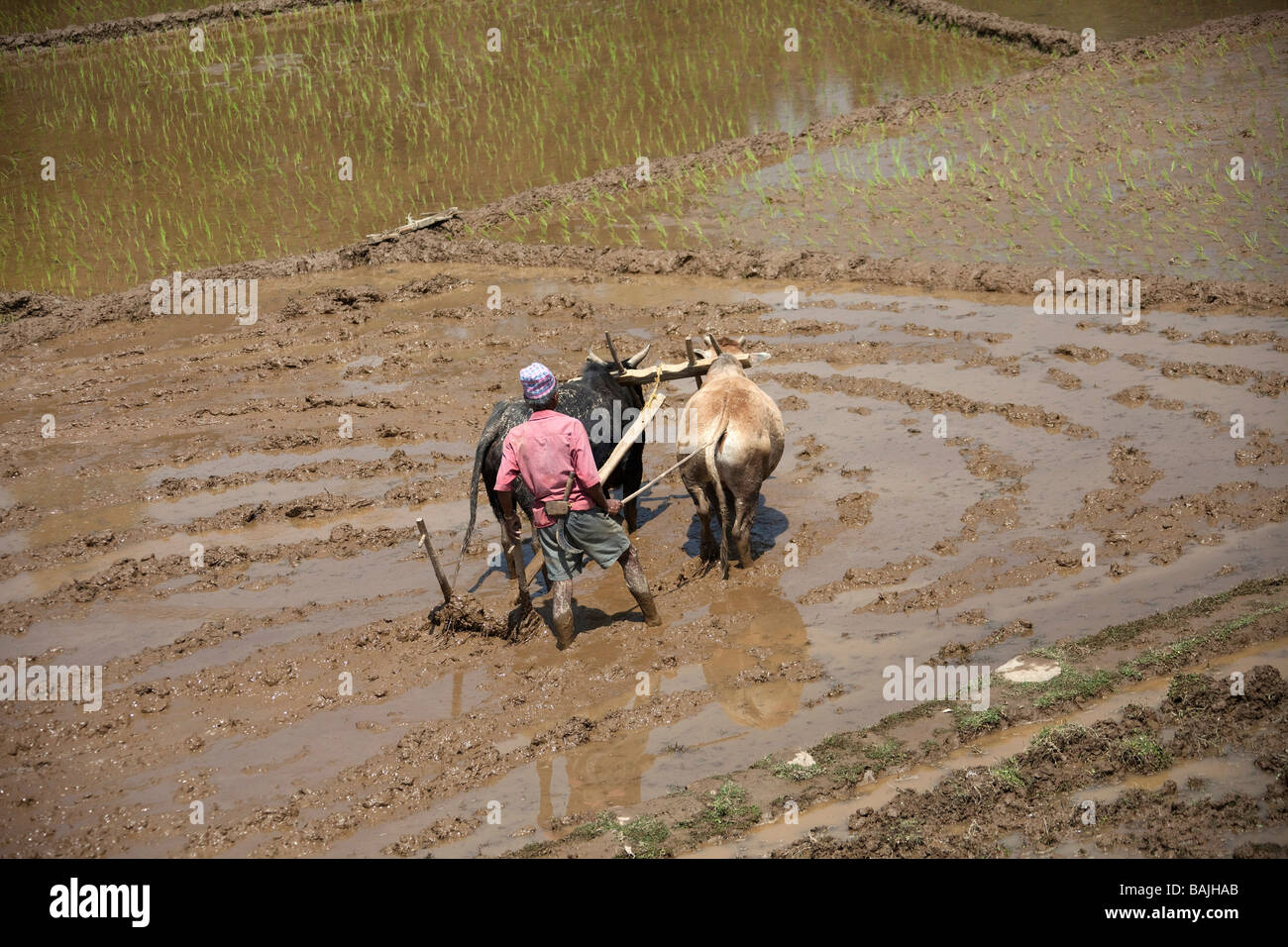 Male Nepalese farmer ploughing muddy rice field with oxen. cows ...