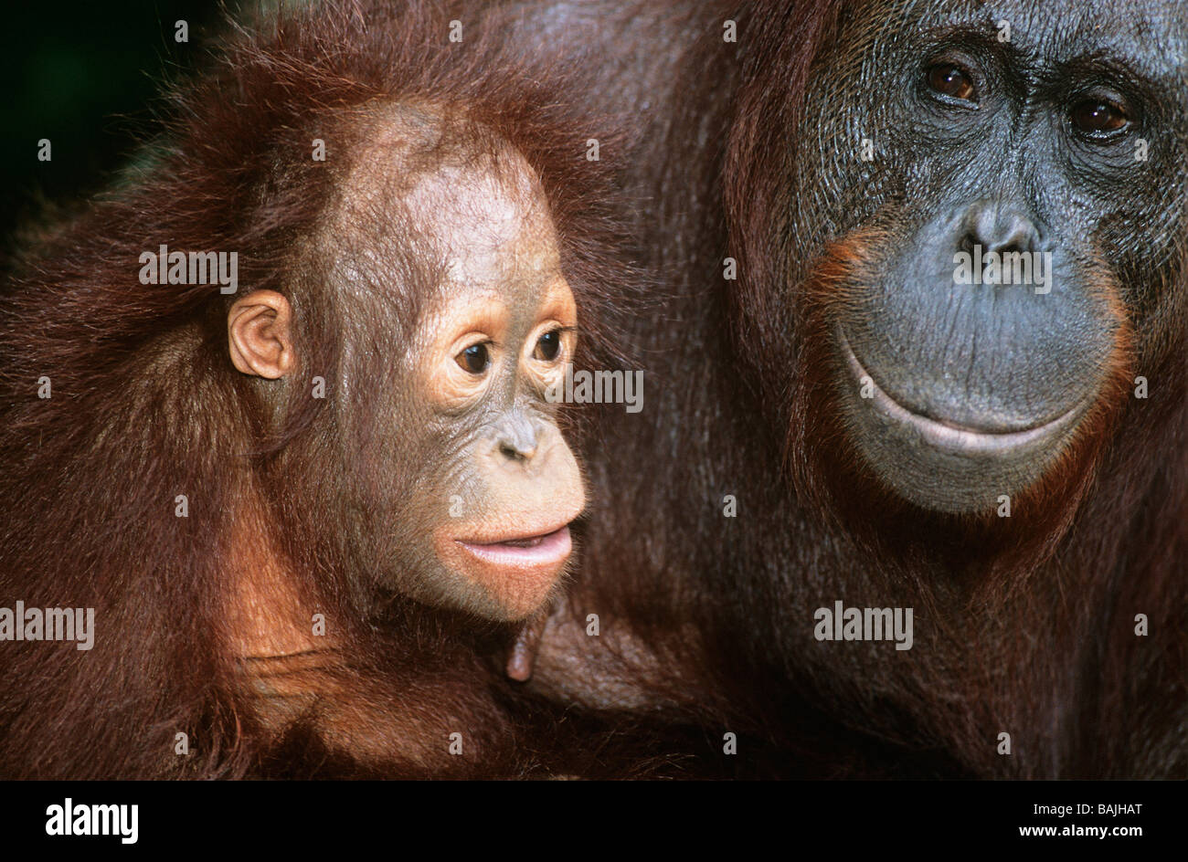 Smiling orangutan wild animal hi-res stock photography and images - Alamy
