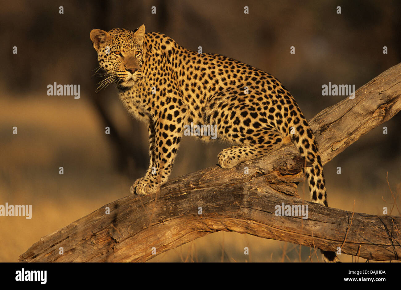 Leopard (Panthera Pardus) standing on branch Stock Photo - Alamy