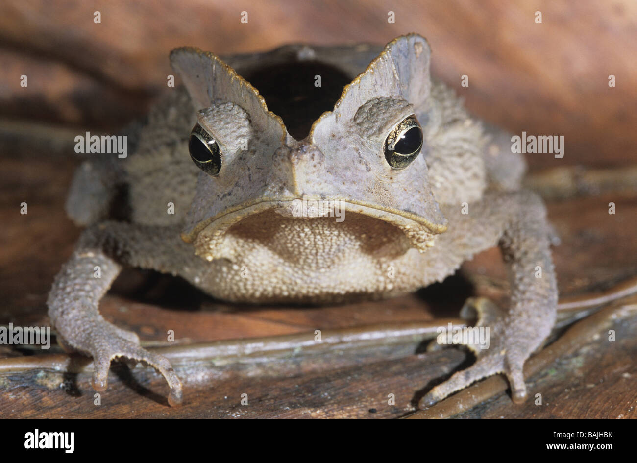 Tree frog foot hi-res stock photography and images - Alamy