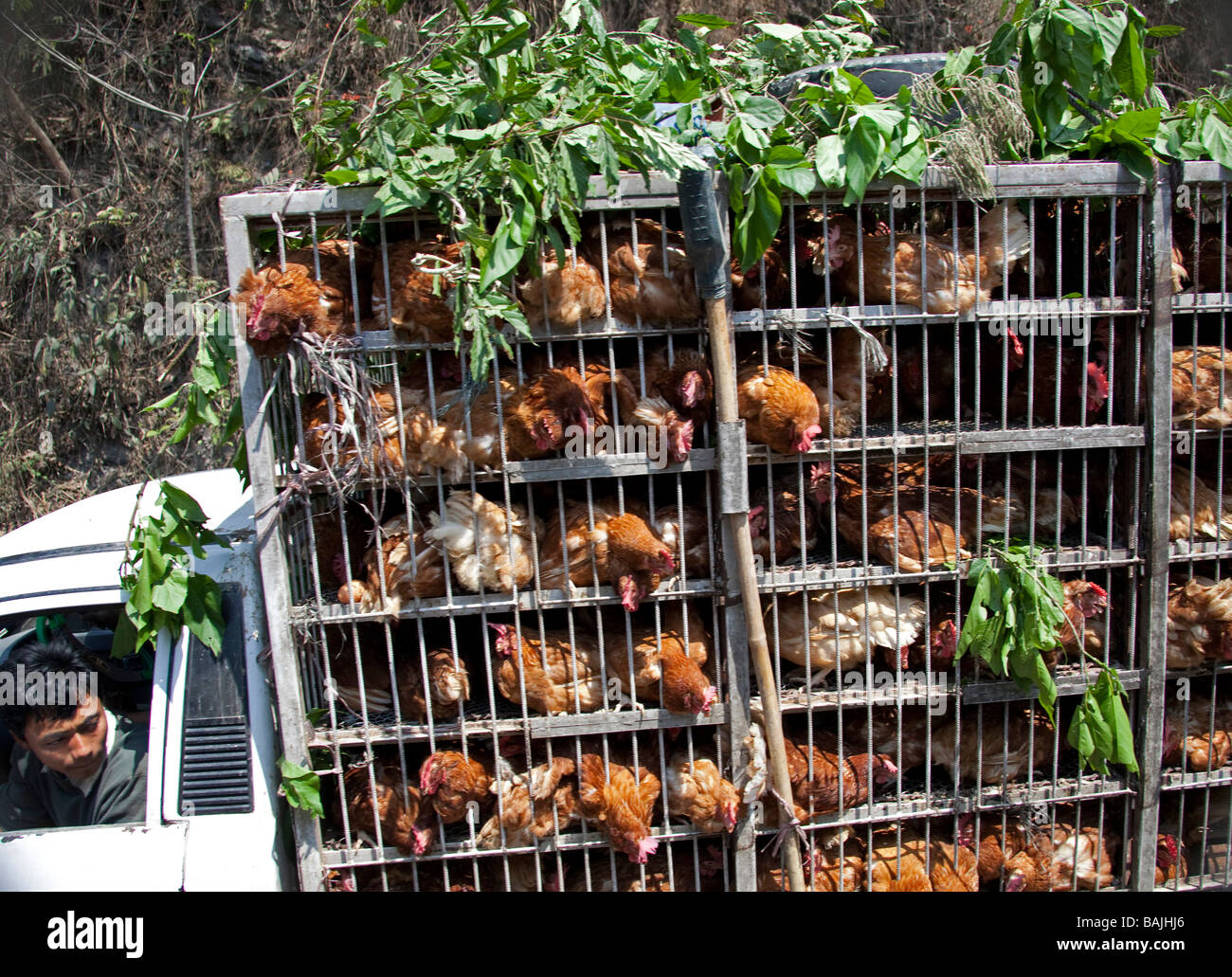 Live chicken being transported in a truck. Nepal Asia. view. 92901 ...