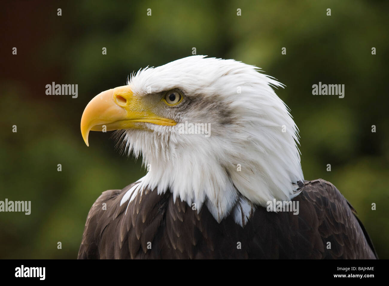 Bald eagle head profile hi-res stock photography and images - Alamy