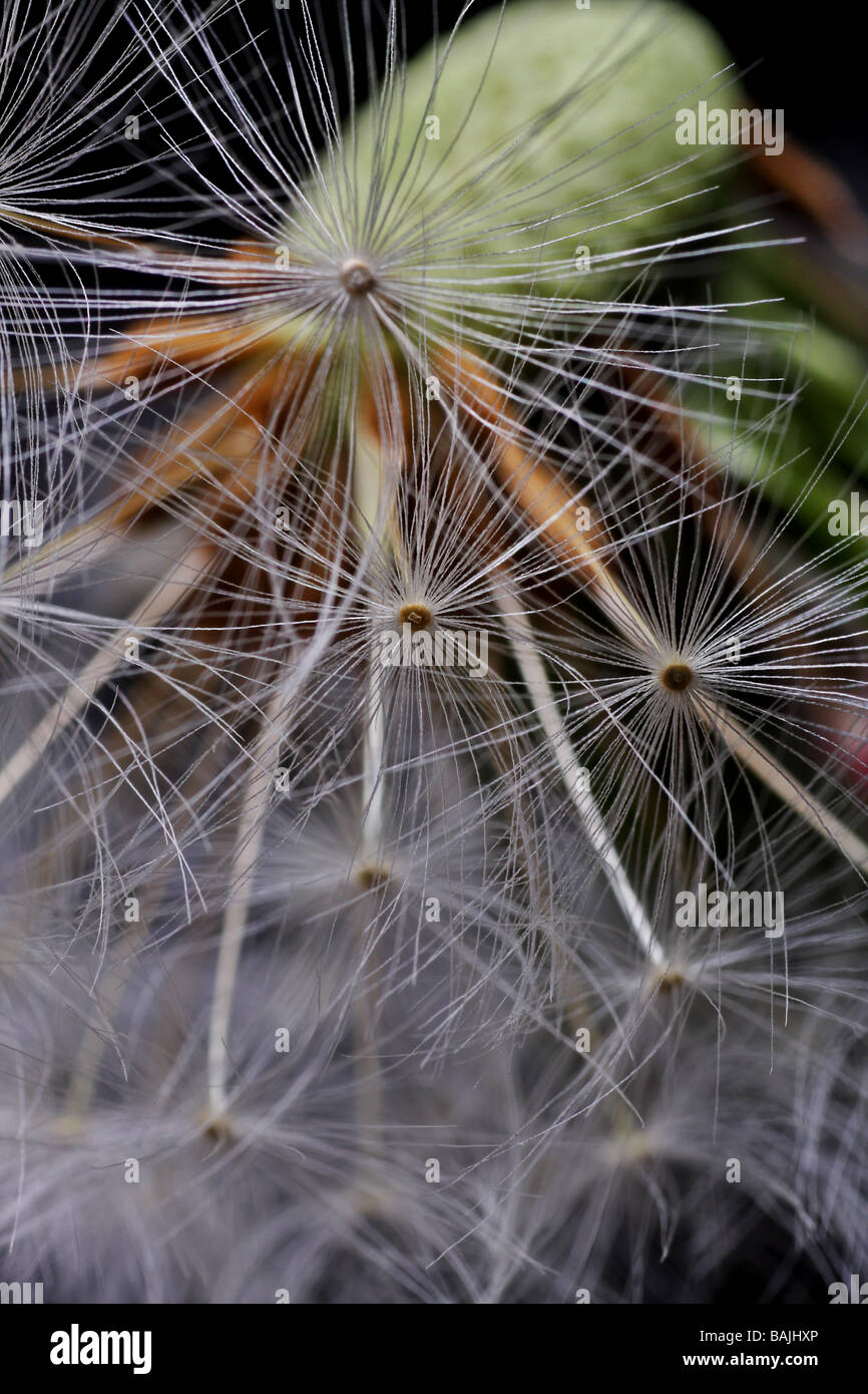 dandelion with seeds ready for dispersal Stock Photo - Alamy