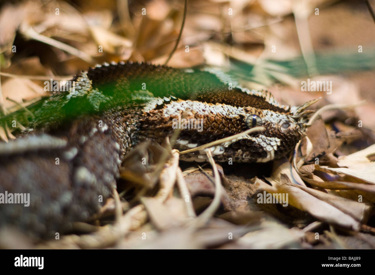 Image of Rhinoceros viper (Bitis nasicornis Stock Photo - Alamy