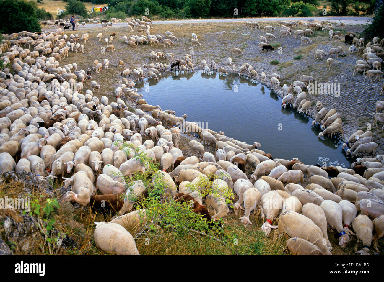 France, Aveyron, La Couvertoirade, roundup of sheep around the Lavogne ...