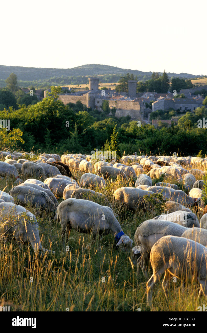 France, Aveyron, La Couvertoirade, roundup of sheep around the Lavogne ...