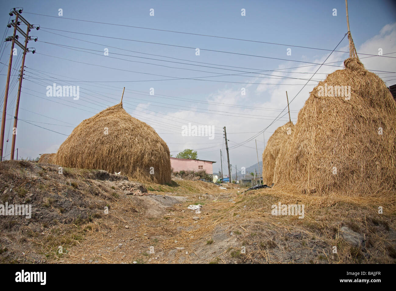 Rice straw stacks like huts in farming Kathmandu valley Nepal. View ...