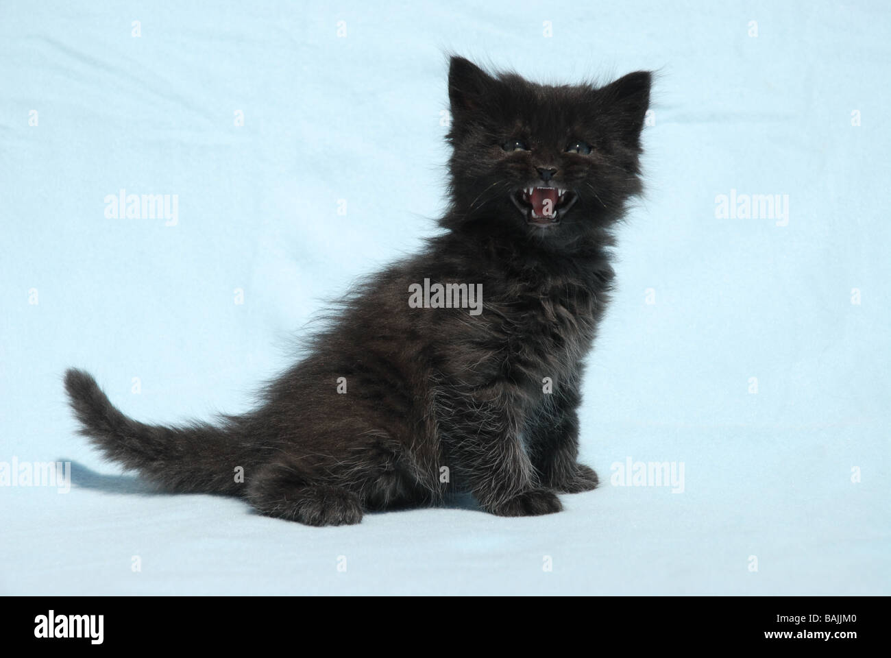 black, long-haired, kitten meowing Stock Photo - Alamy