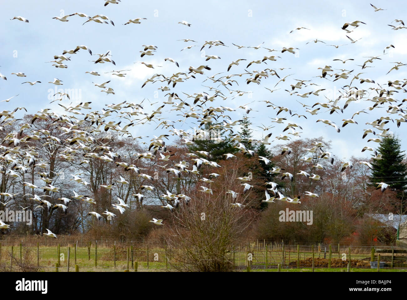 Flock of Snow Geese Leaving a farmers field Stock Photo - Alamy