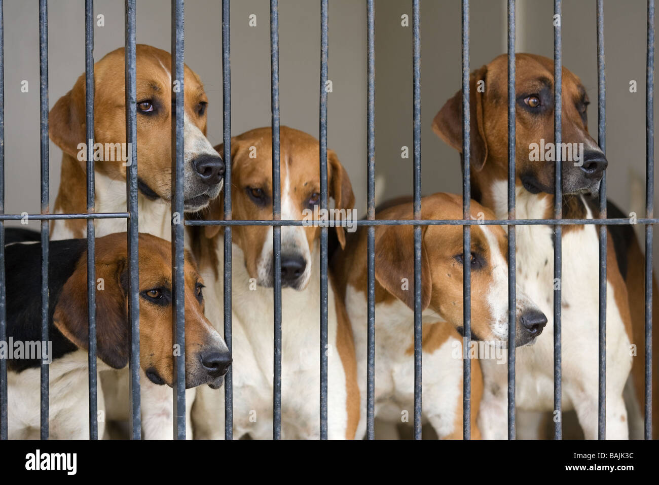 Fox hounds hi-res stock photography and images - Alamy