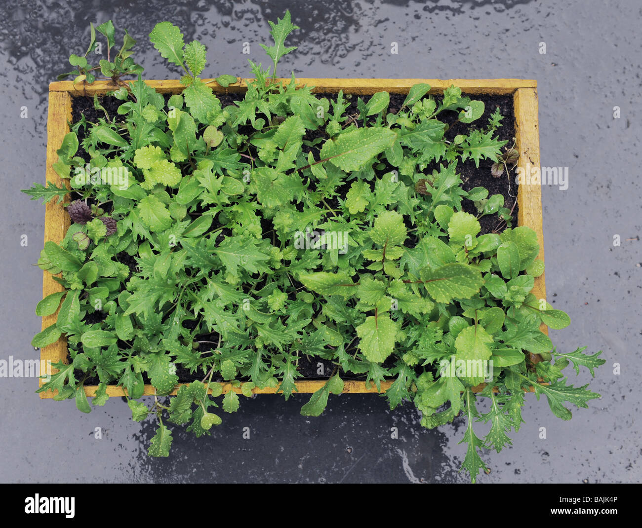 Box of salad leaves Stock Photo - Alamy
