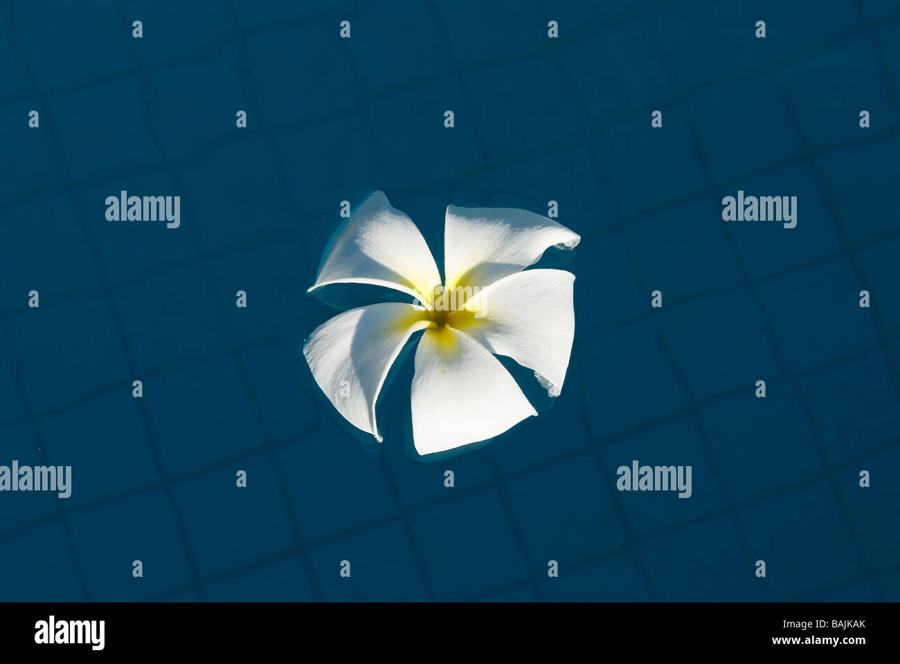 Indonesia, Lombok, Frangipani flower Stock Photo - Alamy