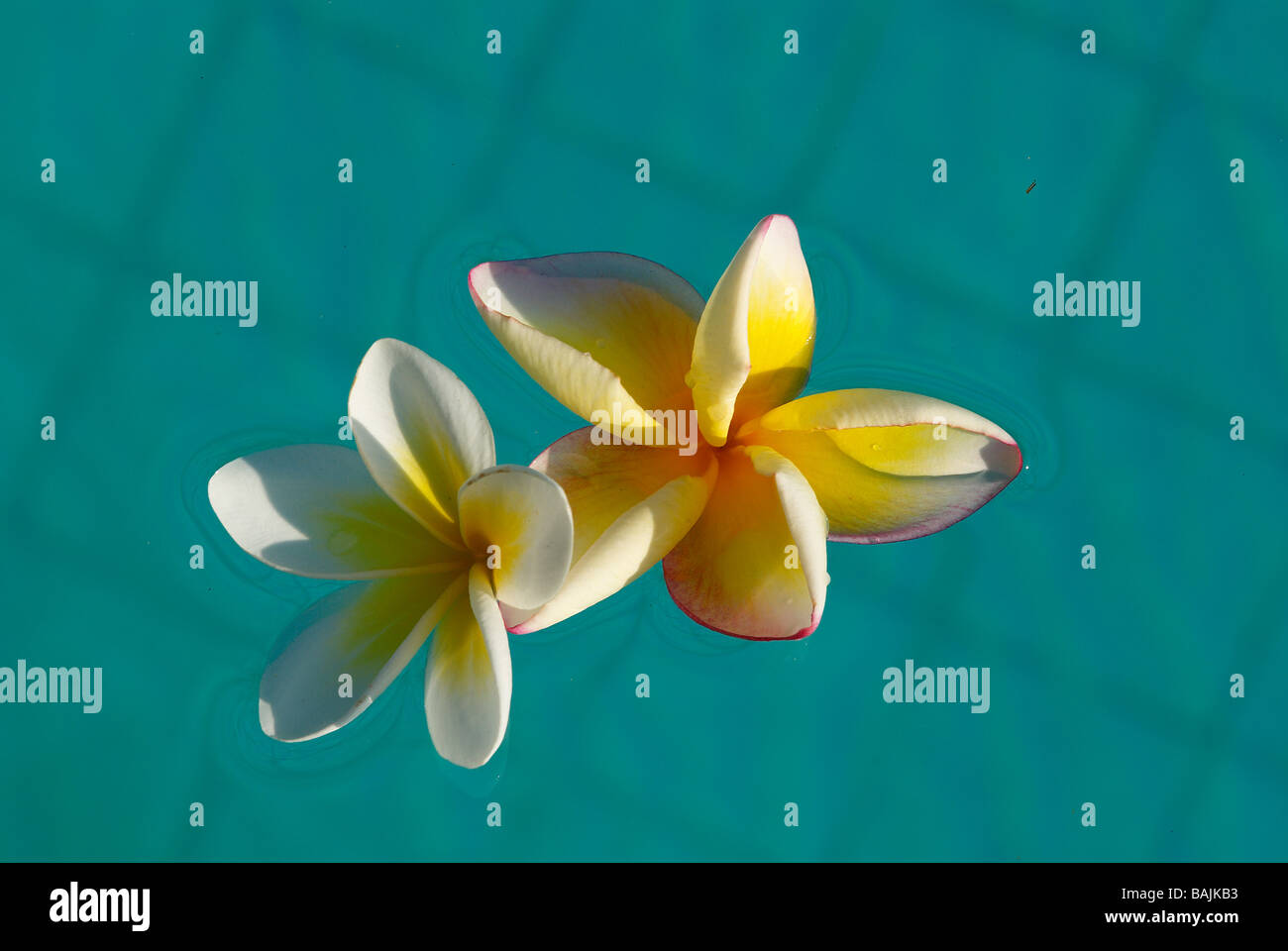 Indonesia, Lombok, Frangipani flowers Stock Photo - Alamy