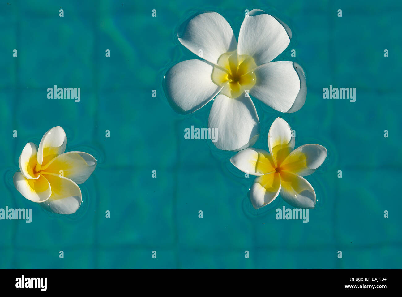 Indonesia, Lombok, Frangipani flowers Stock Photo - Alamy