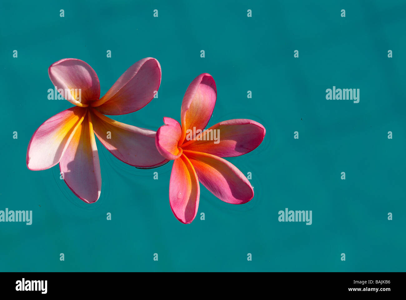 Indonesia, Lombok, Frangipani flowers Stock Photo - Alamy
