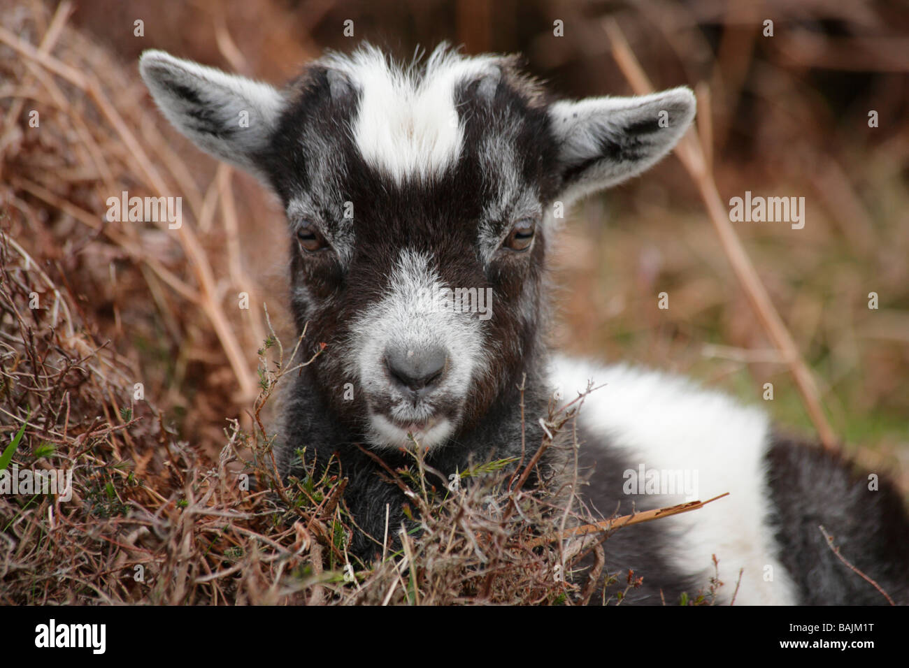 Close up head of young kid wild feral goat, Valley of the Rocks, Lynton ...